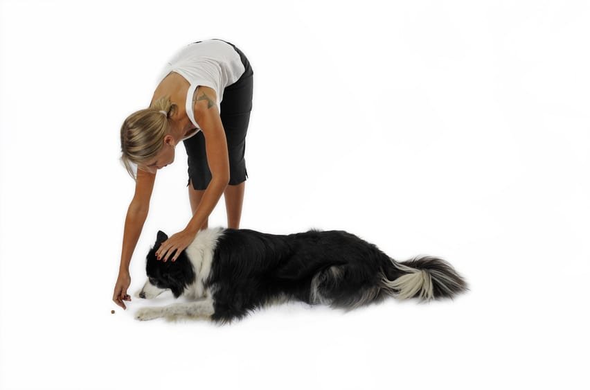 Pourquoi, mais surtout comment caresser votre chien ... correctement