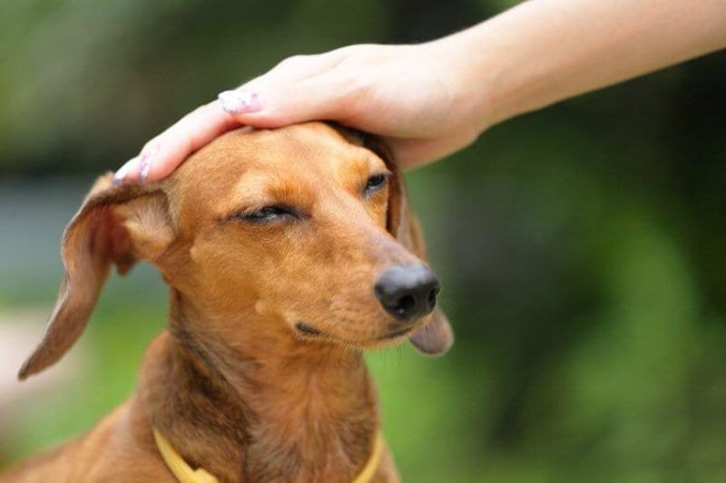 Pourquoi, mais surtout comment caresser votre chien ... correctement