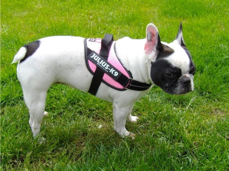 Mon chien bave : Pourquoi et que faire