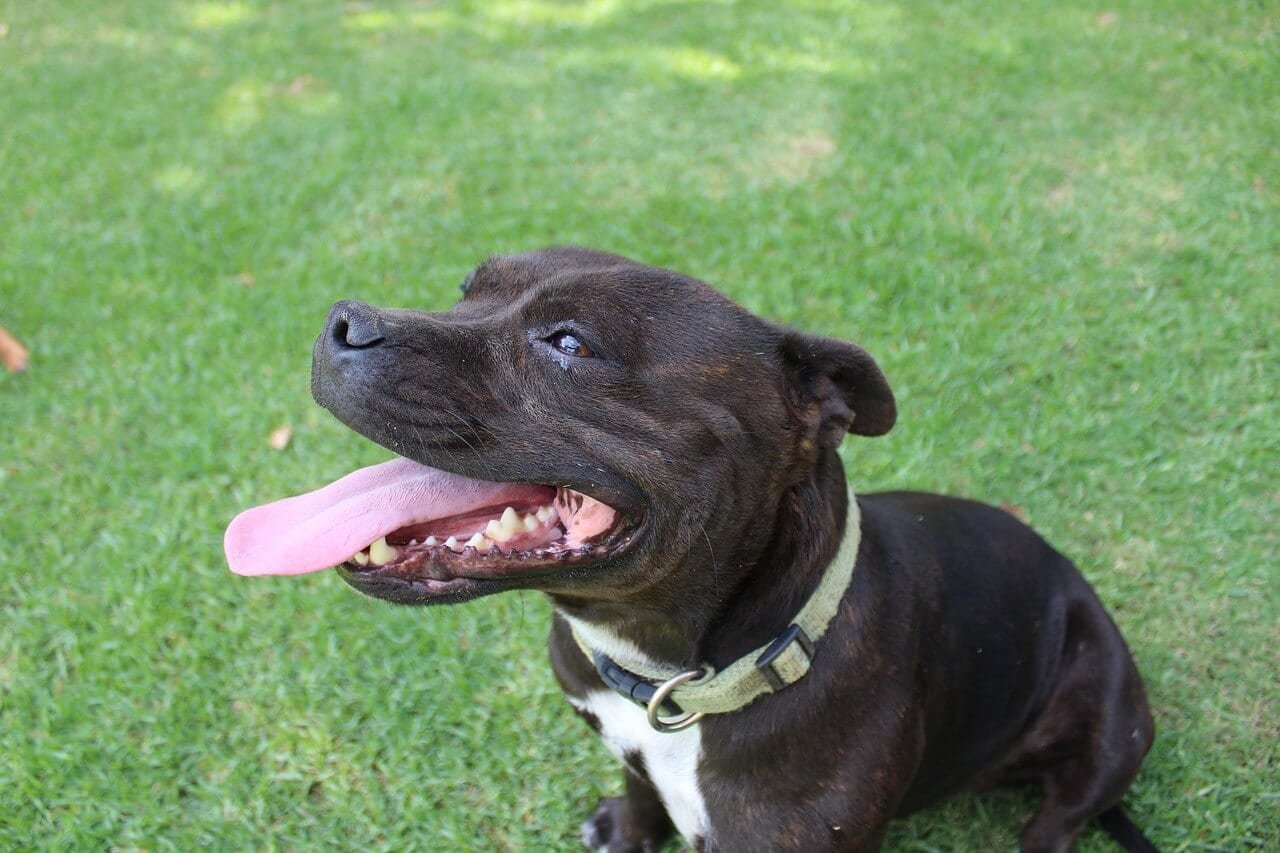 79 Chien Staffy L2sanpiero