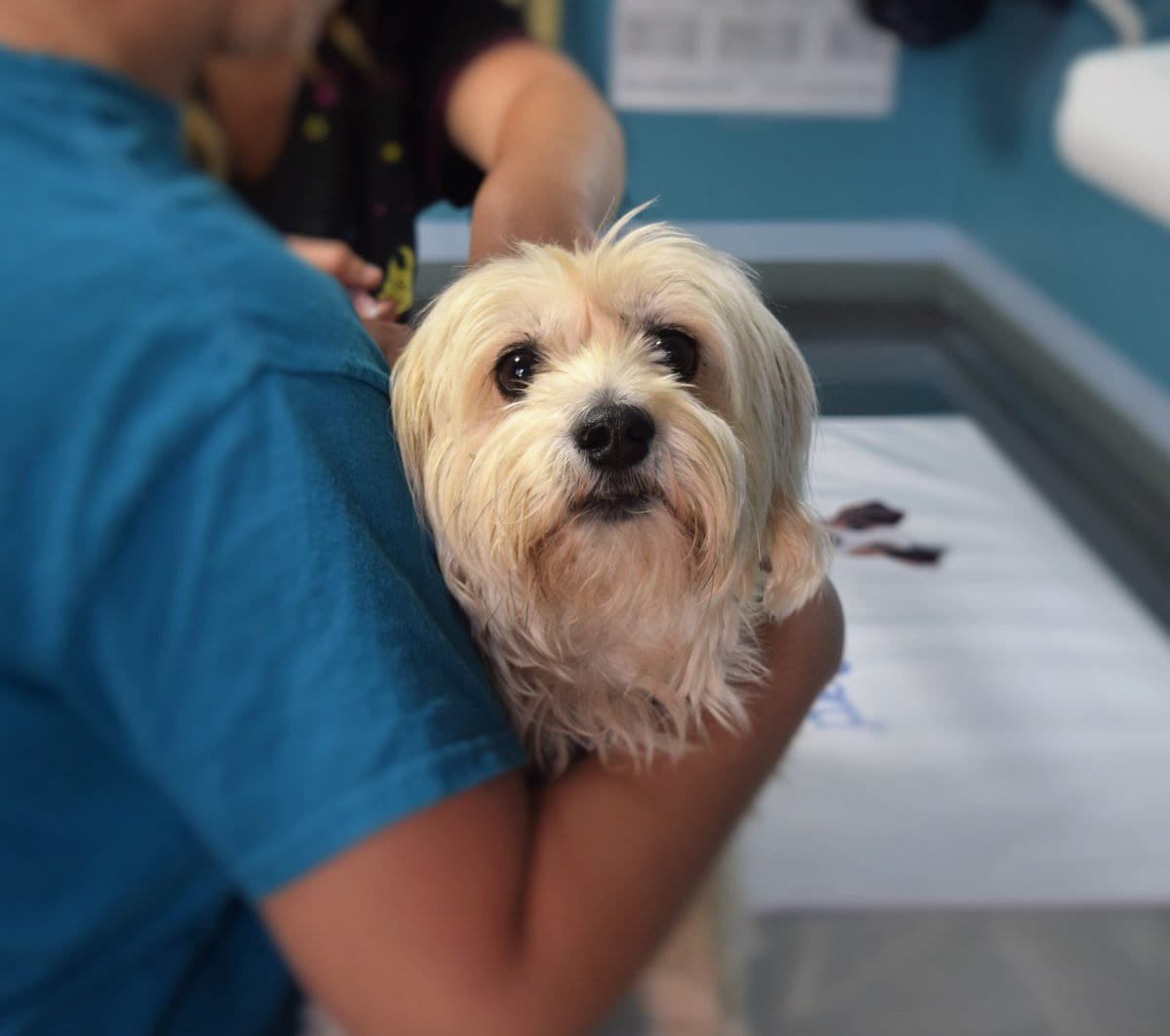 Premiers Soins Canins : Comment bien se former en 2025