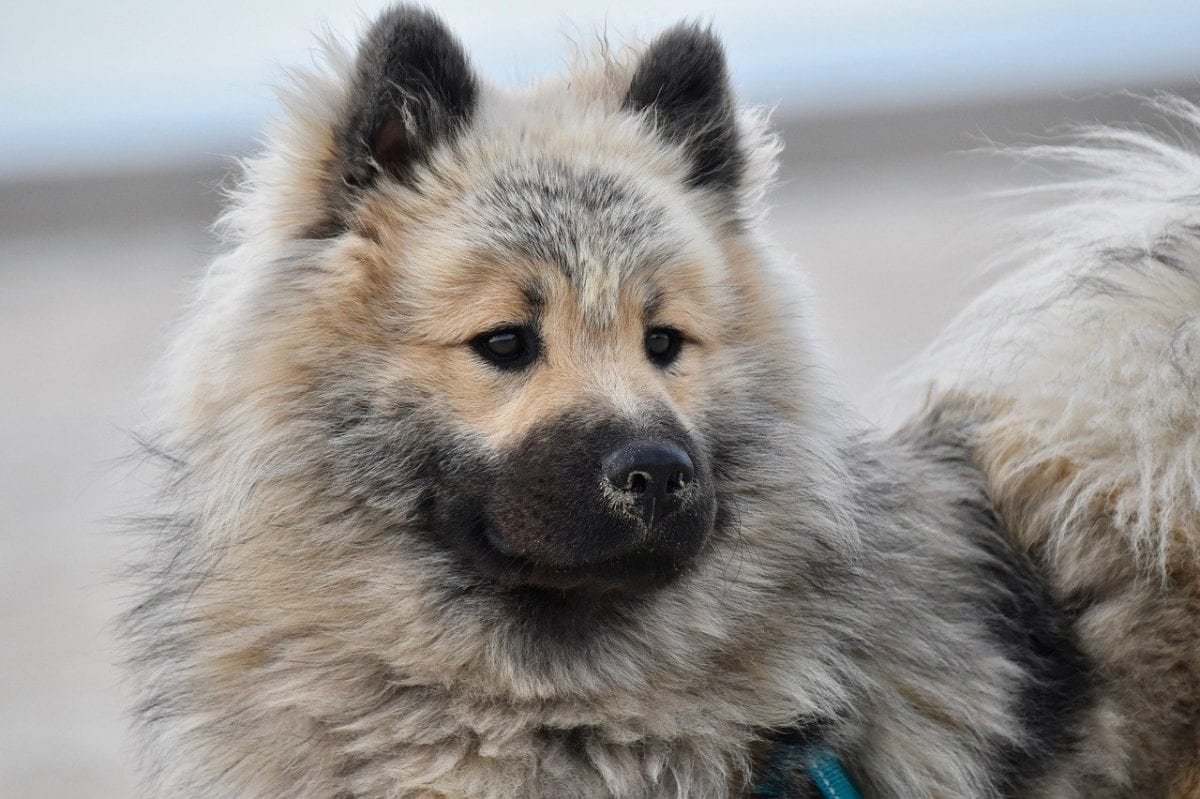 Atavik pour chien : que vaut cette marque