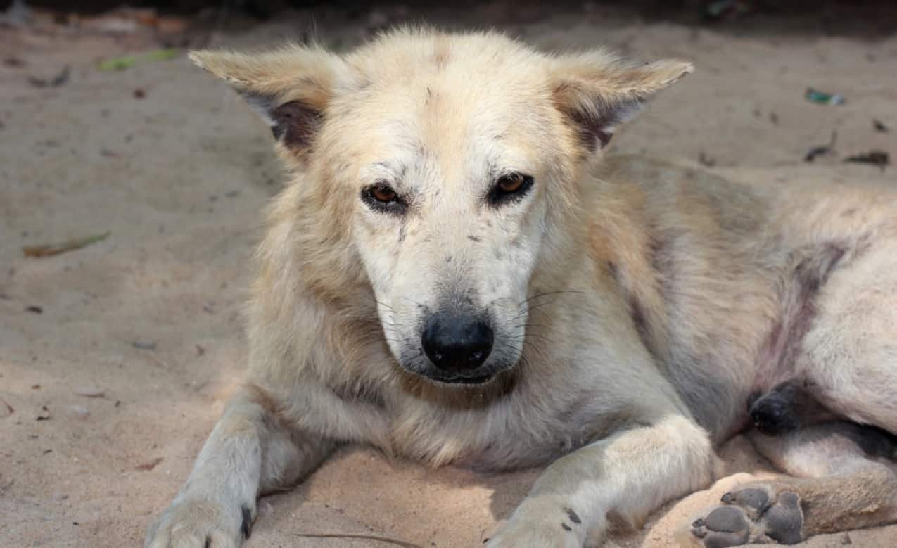 Ichtyose du chien : Causes, Symptômes, Traitements
